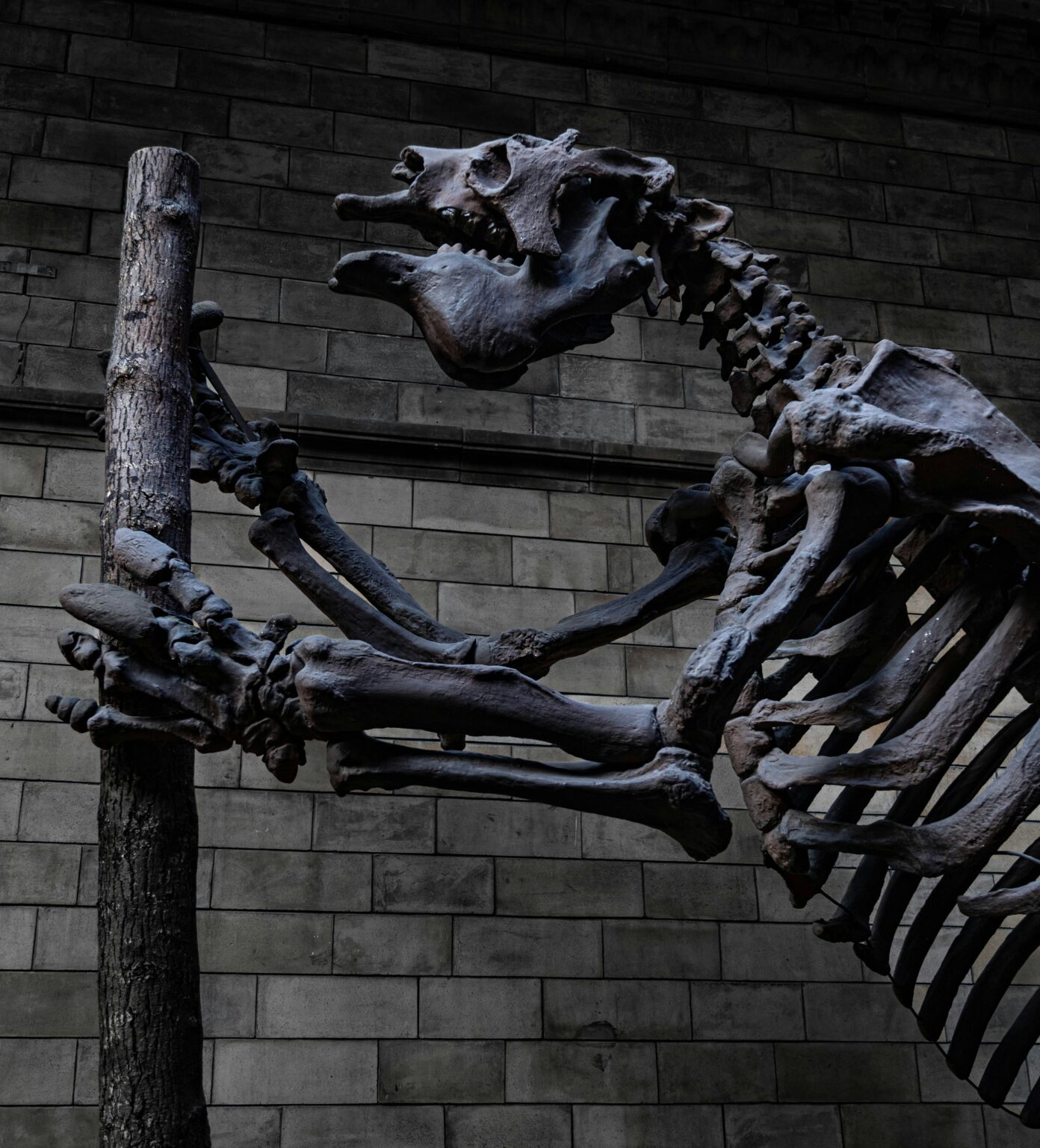 5 Fascinating Extinct Animals You Should Know About – The Pet Journal